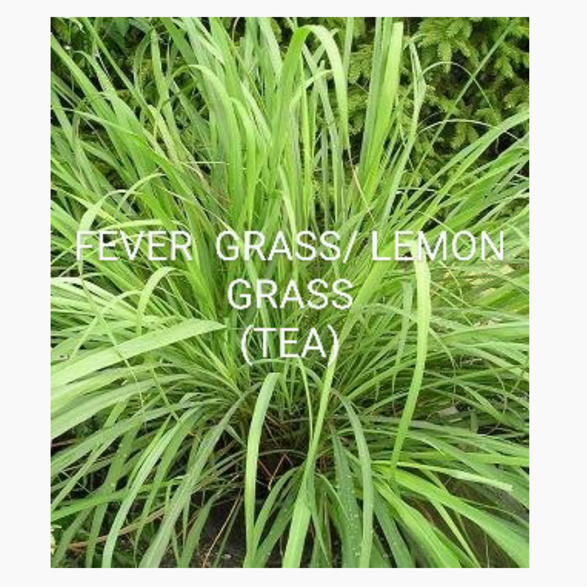 Fever grass 100g – Caribbeanspices